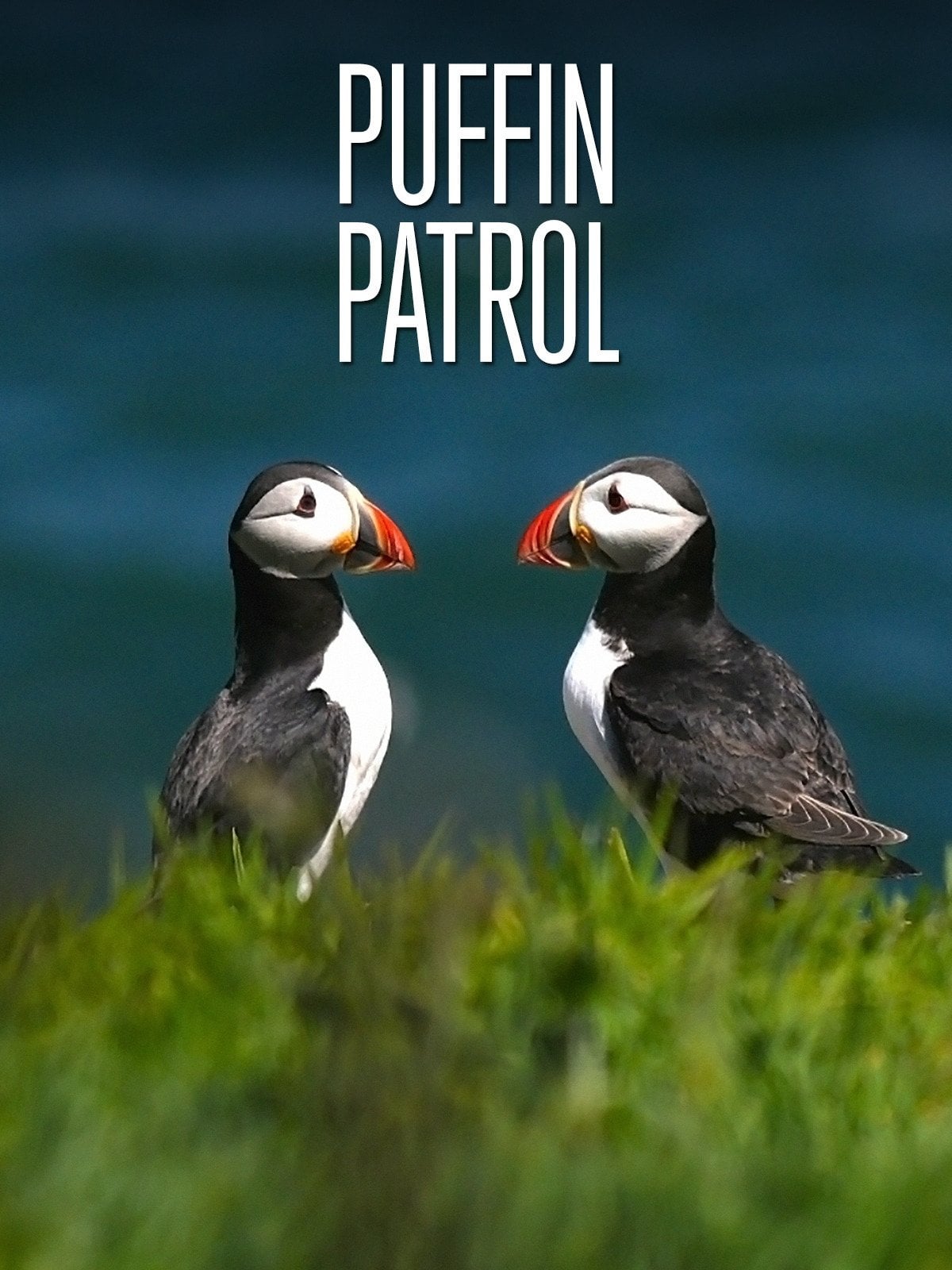 Puffin Patrol (Film, 2015) — CinéSérie