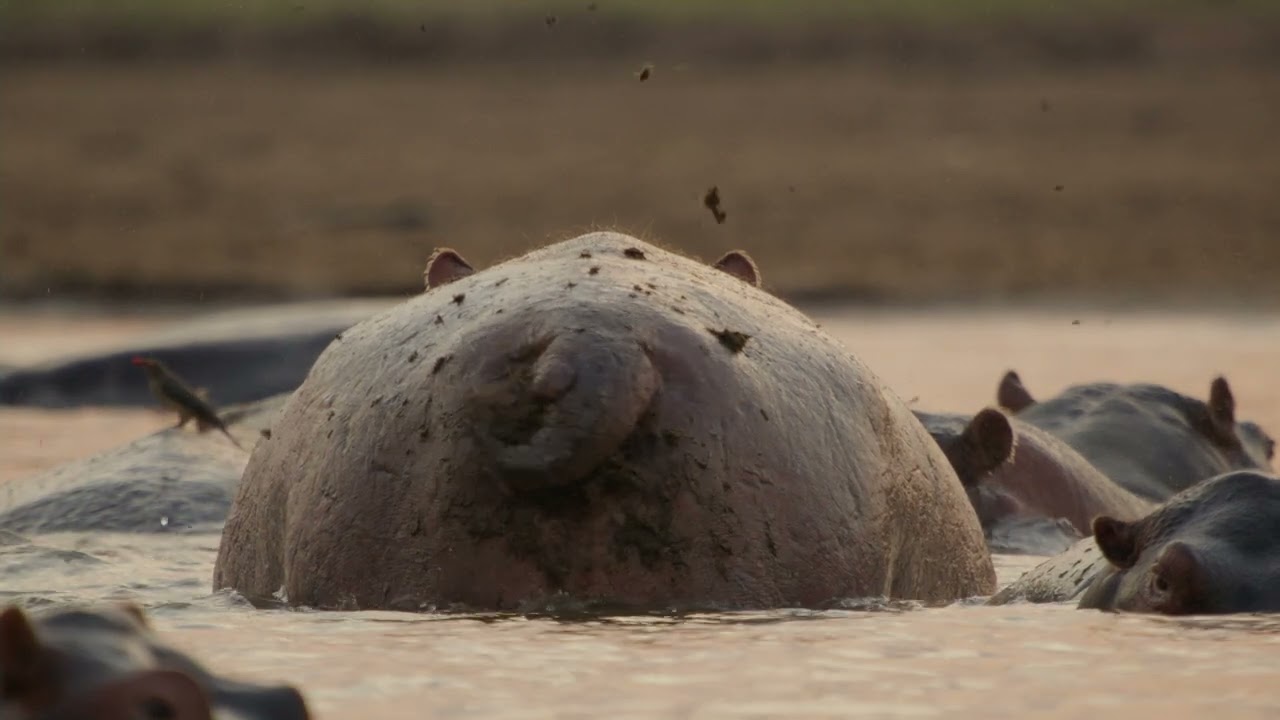 Teaser de la série Les outsiders du monde animal Teaser VO - CinéSérie